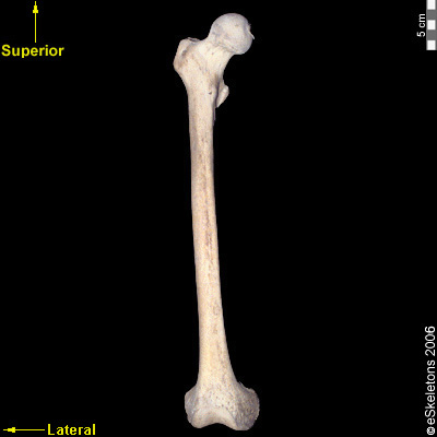 Sex Determination – FORENSICS