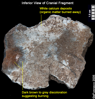 Fire Damage – FORENSICS