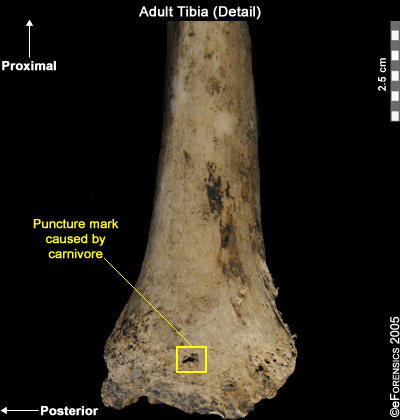 Animal Activity – FORENSICS