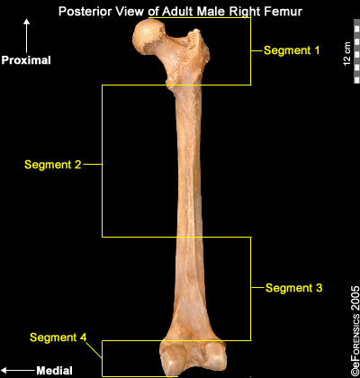 Stature Estimation – FORENSICS