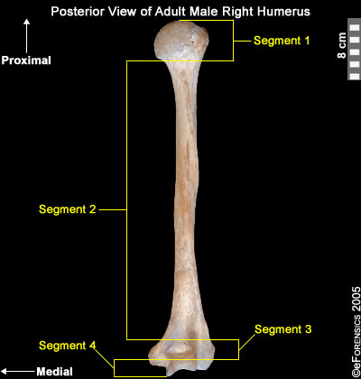 Stature Estimation – FORENSICS