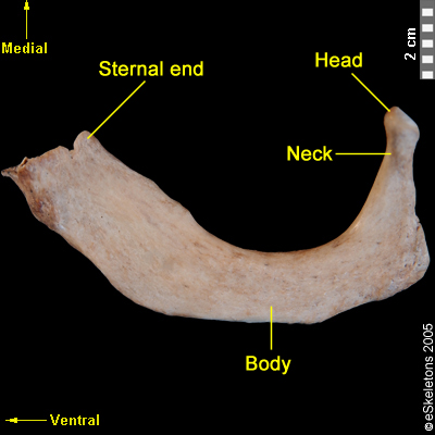 Osteology: Chest and Shoulder Girdle – Ribs – FORENSICS