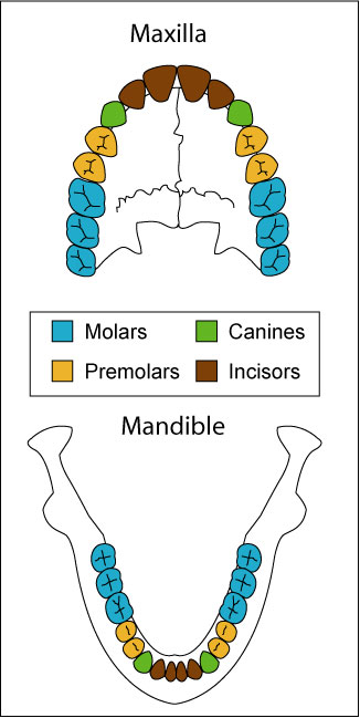 Osteology: Dentition – FORENSICS