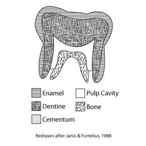 Osteology: Dentition – FORENSICS