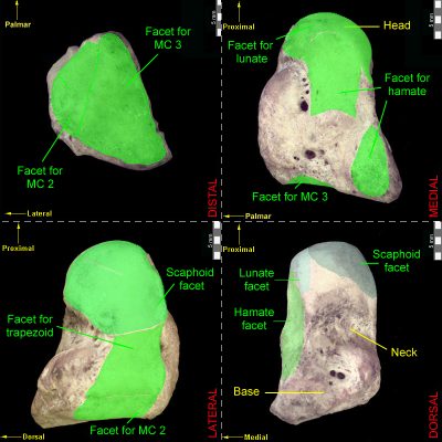 Osteology: Carpals – FORENSICS