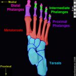 Osteology: Ankle, Foot and Toes – FORENSICS