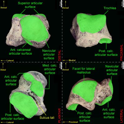 Osteology: Tarsus – FORENSICS