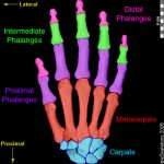Osteology: Manual Phalanges (Fingers) – FORENSICS