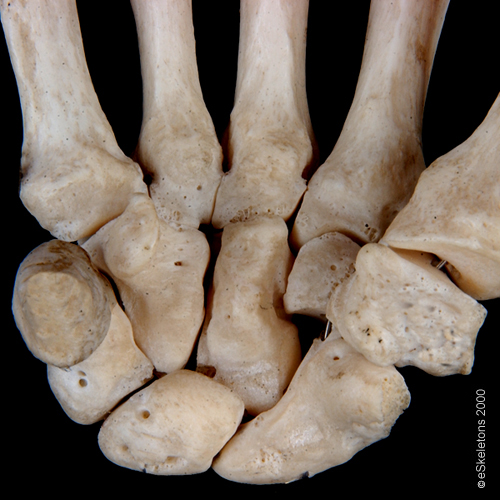 Osteology: Carpals – FORENSICS