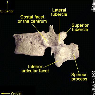 Osteology of the Vertebral Column: Thoracic Vertebrae – FORENSICS