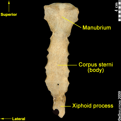 Osteology: Chest and Shoulder Girdle – FORENSICS